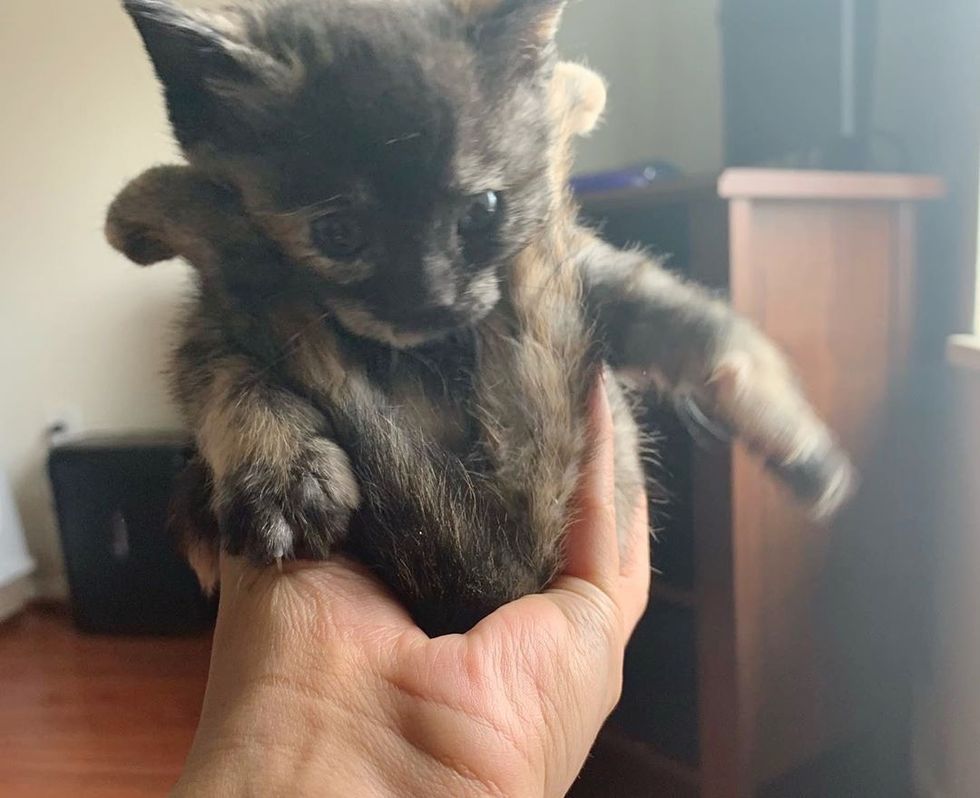 Rescued Cat and Her 3-Pawed Kittens Travel Across States for a Chance ...