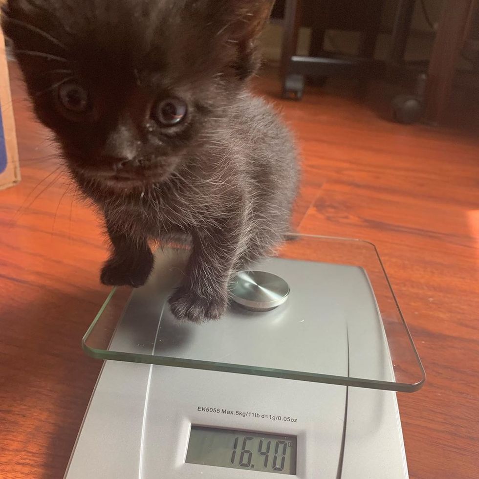 Rescued Cat and Her 3-Pawed Kittens Travel Across States for a Chance ...