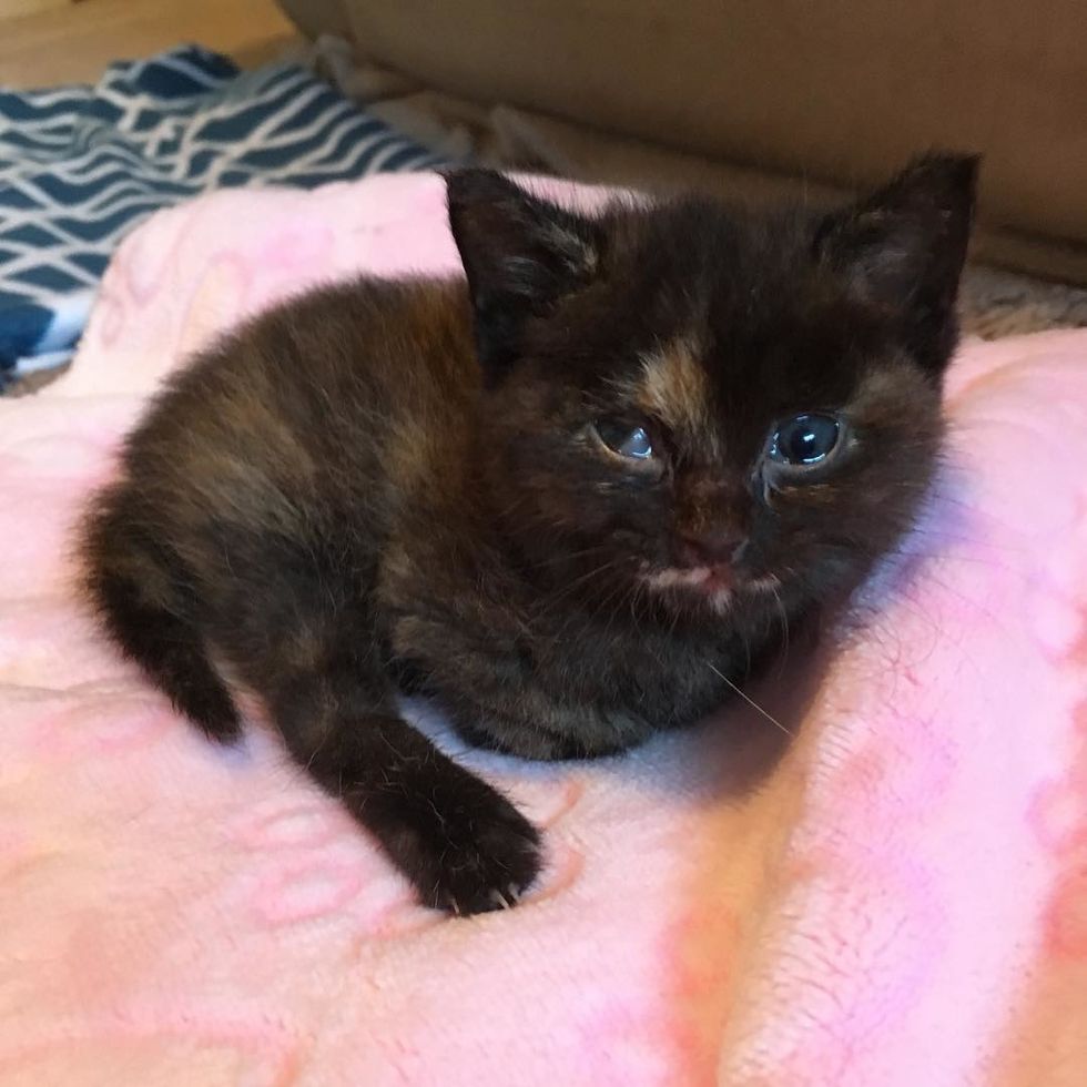 Wobbly Kitten Outlives Everyone's Expectations and Grows Up to Be the ...