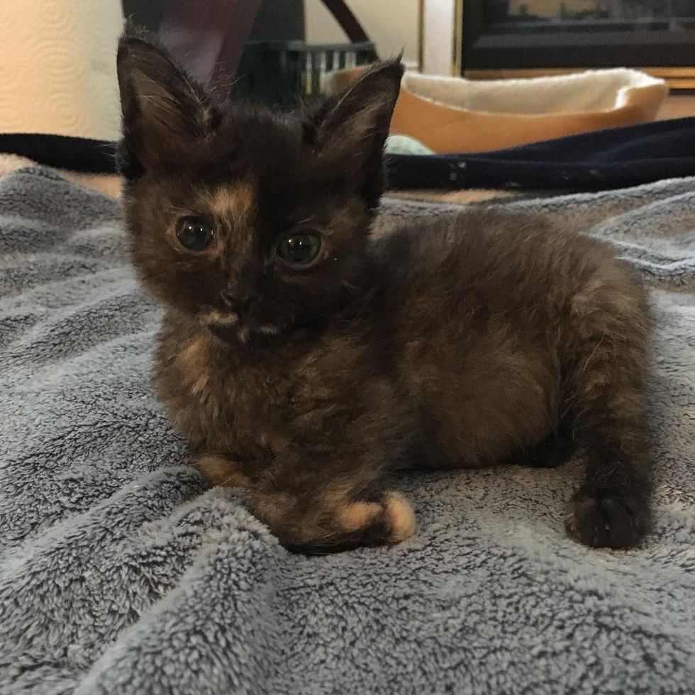 Wobbly Kitten Outlives Everyone's Expectations and Grows Up to Be the ...