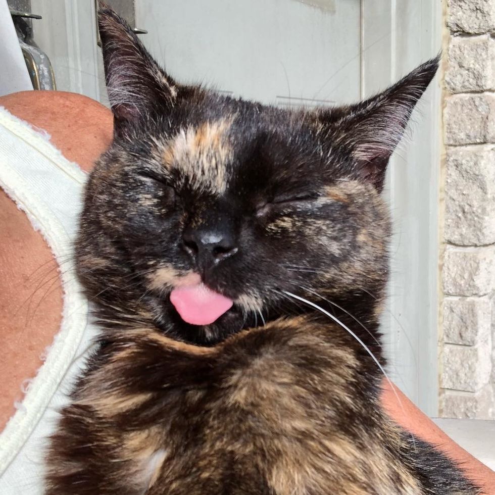 Wobbly Kitten Outlives Everyone's Expectations and Grows Up to Be the ...