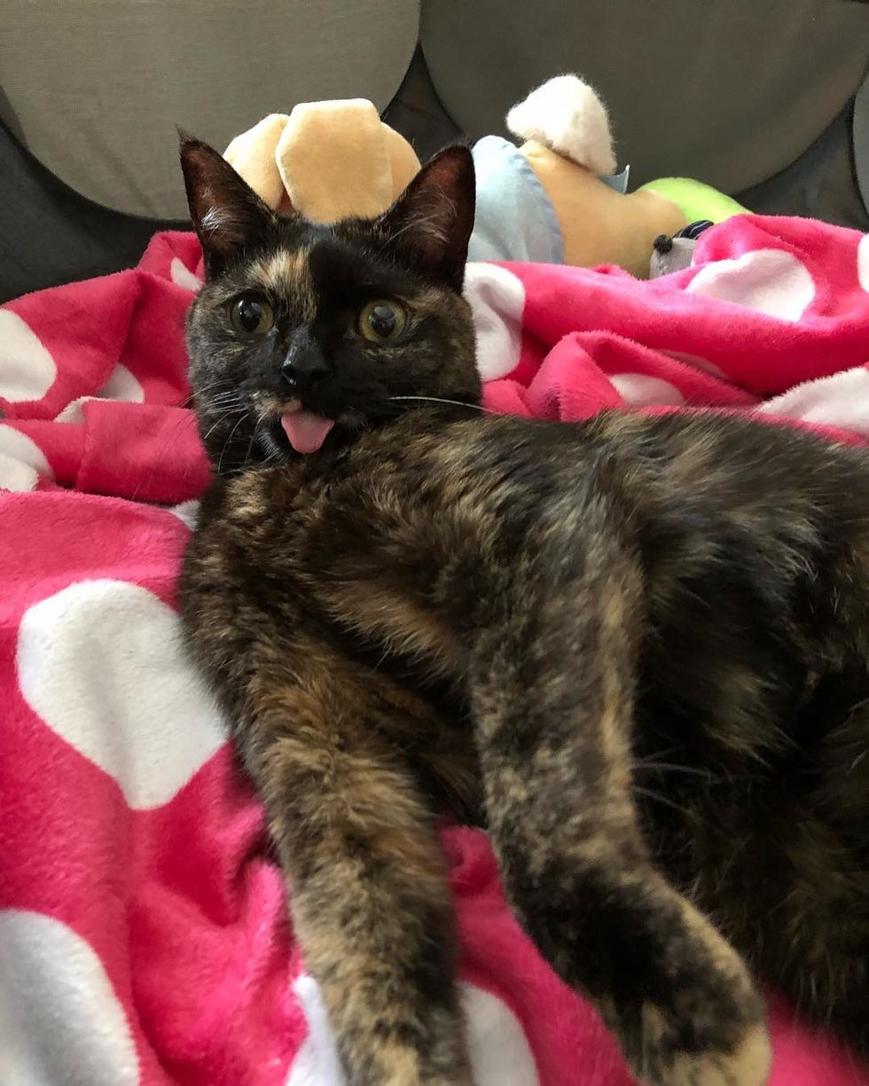 Wobbly Kitten Outlives Everyone's Expectations and Grows Up to Be the ...