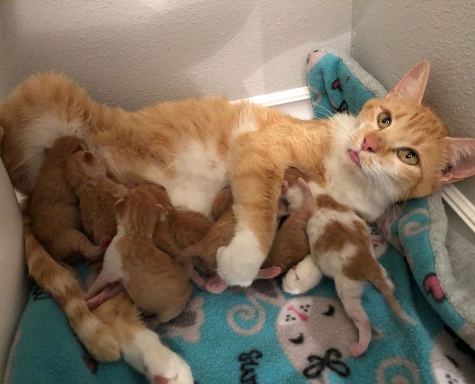 Farm Cat Purrs Up a Storm When She Finds Safe Home to Have Kittens ...