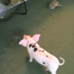 14 Gifs Of Pigs That Will Speak To Your Summer