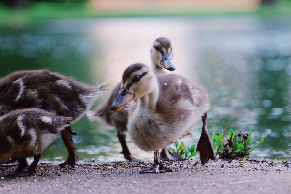 Flibberty-Ibberty-Gibbet