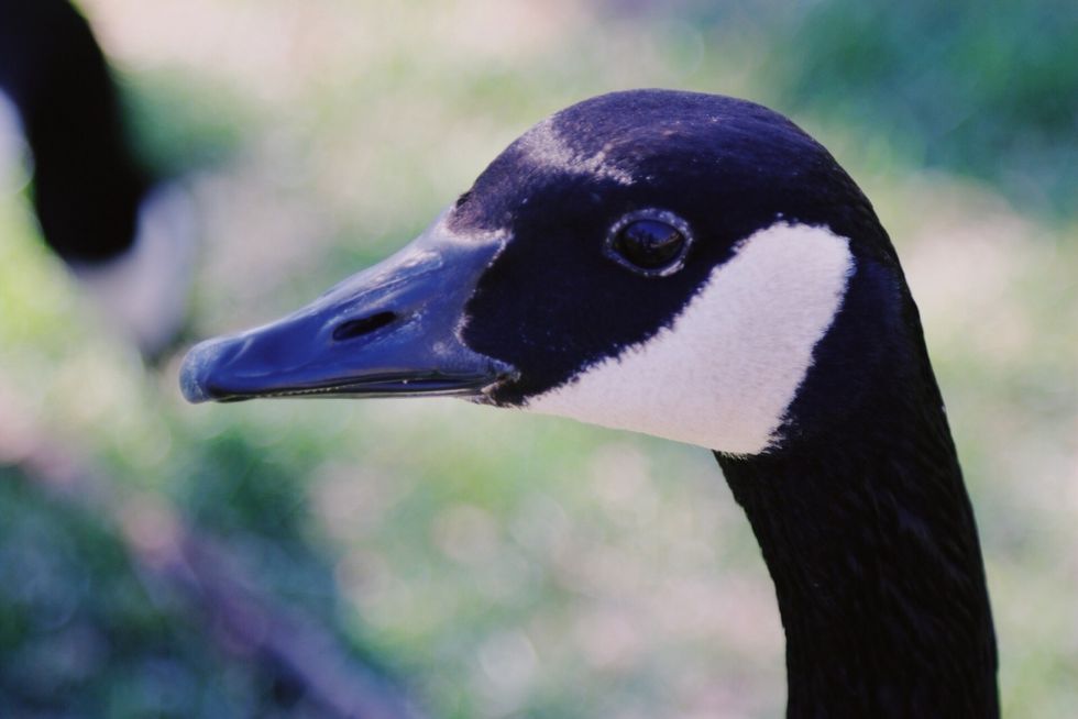 Flibberty-Ibberty-Gibbet