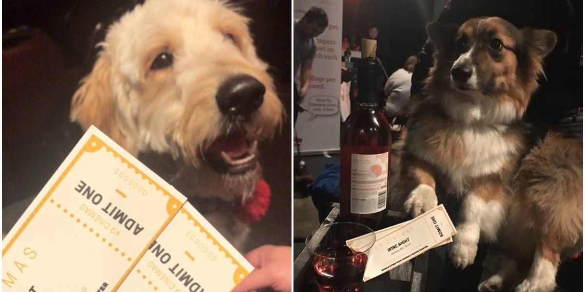 Heaven on Earth: This new theater in Texas is dog-friendly and serves ...