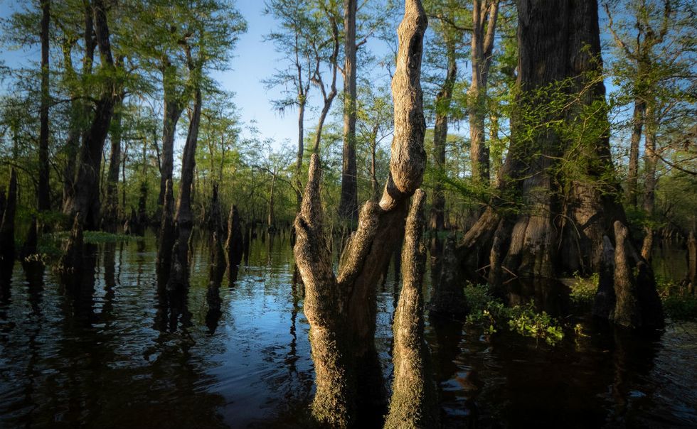 Researchers discovered one of earth's oldest trees in a North Carolina ...