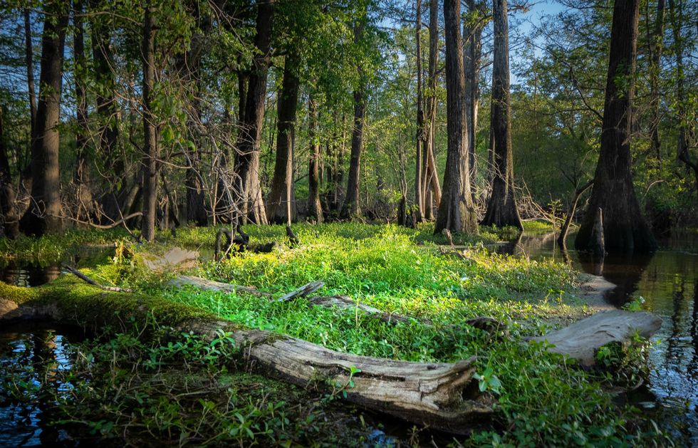 Researchers discovered one of earth's oldest trees in a North Carolina ...