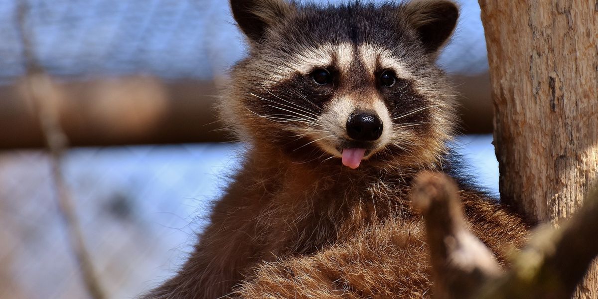 This raccoon spotted hanging out a car window in Florida is living his ...