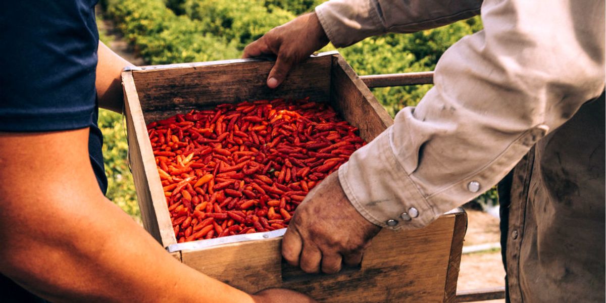 A history of hot sauce and the secret island where TABASCO is made - It ...