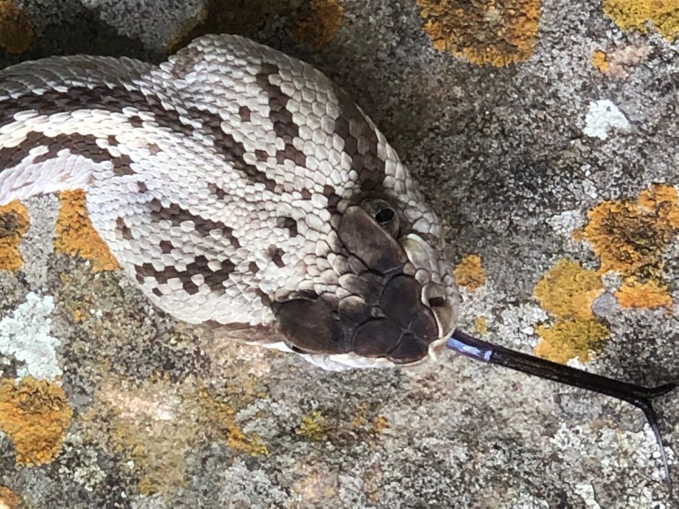 Rare black-tailed rattlesnake spotted in central Texas - It's a ...