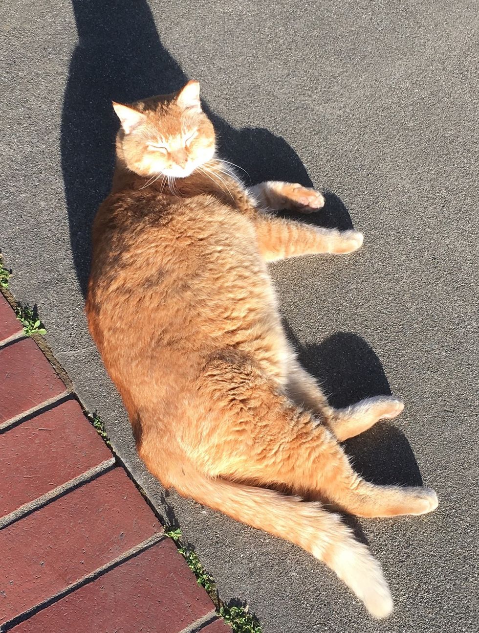 Students Post Notes about Their Beloved Cat After He's Been Getting A ...