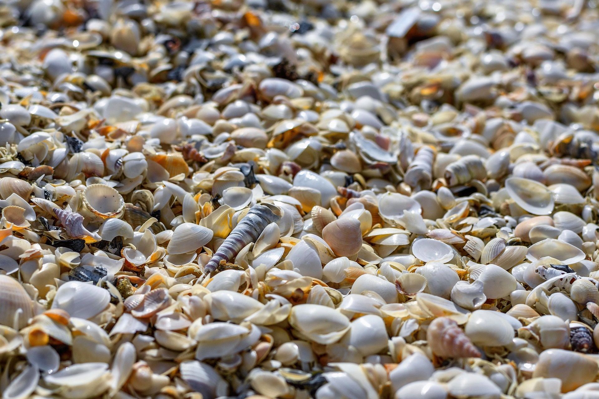 3-million-year-old oyster shells found on South Carolina beach - It's a ...