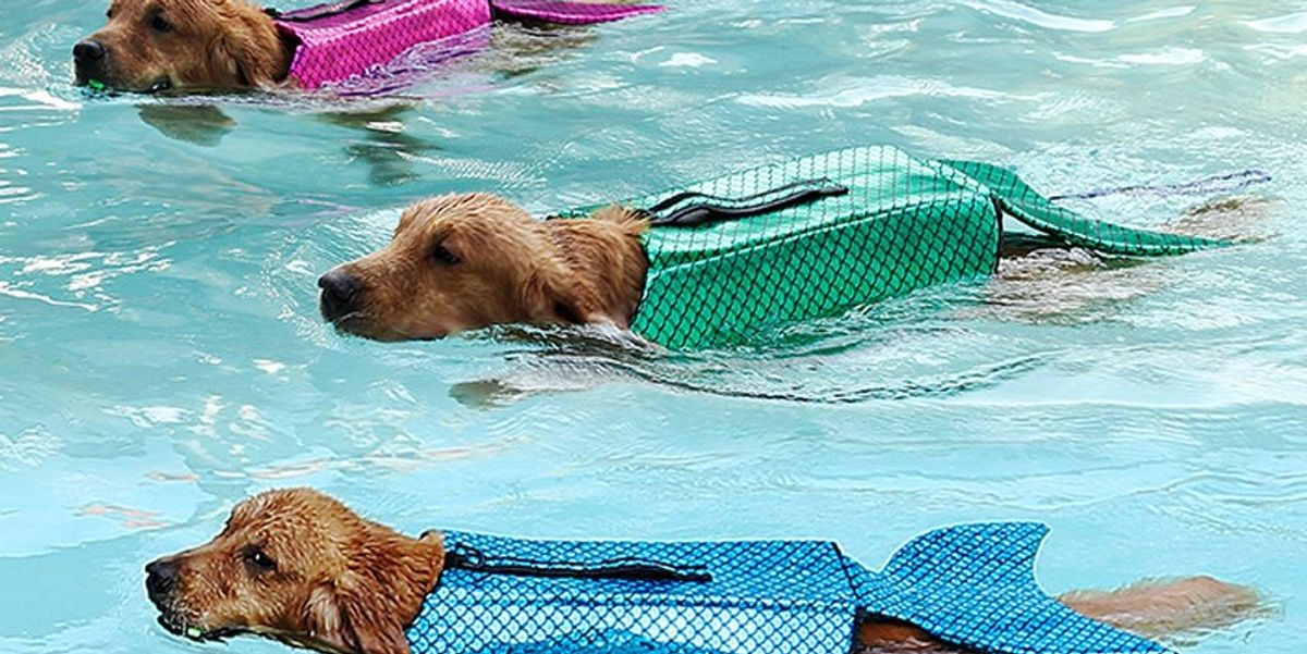 Your dog can be a mermaid in this ridiculously cute doggy life jacket ...