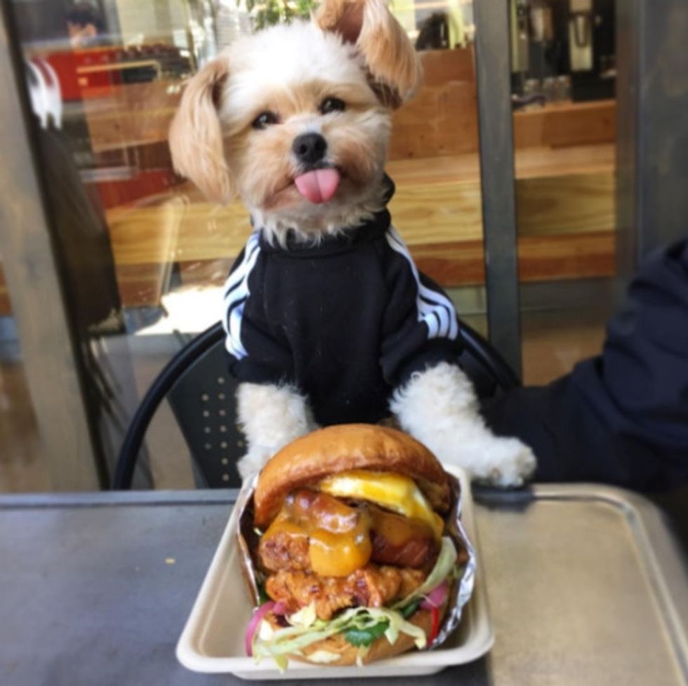 The delicious tale of Popeye, a famous rescue pup now living in food ...