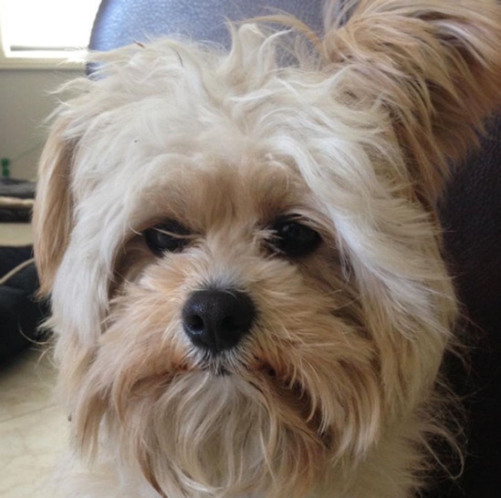 The delicious tale of Popeye, a famous rescue pup now living in food ...