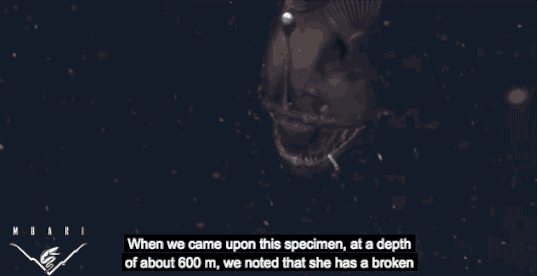 'Monster' Is Too Gentle A Word For What Their Camera Captured - Upworthy