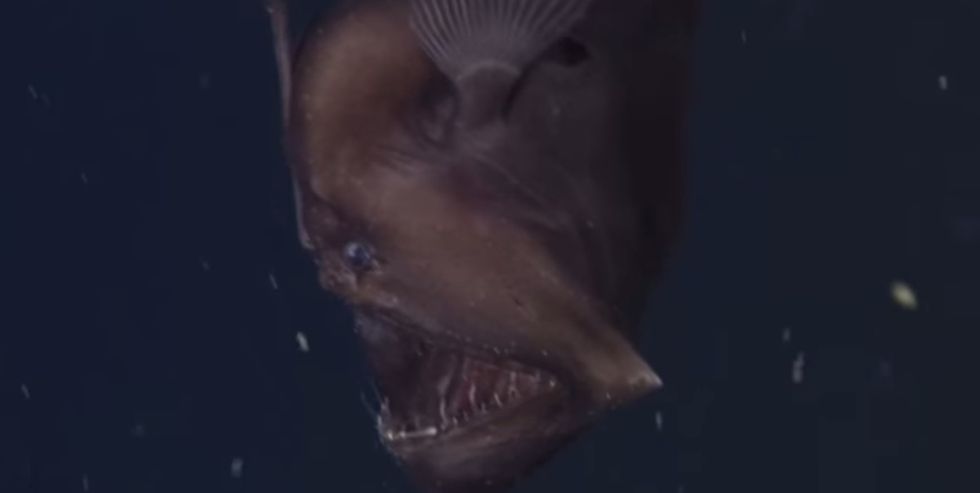 'Monster' Is Too Gentle A Word For What Their Camera Captured - Upworthy