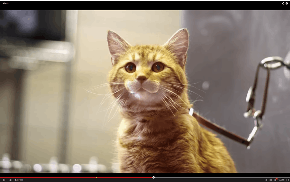 30 Seconds Of Talking Cats That'll Make You Smile - Upworthy