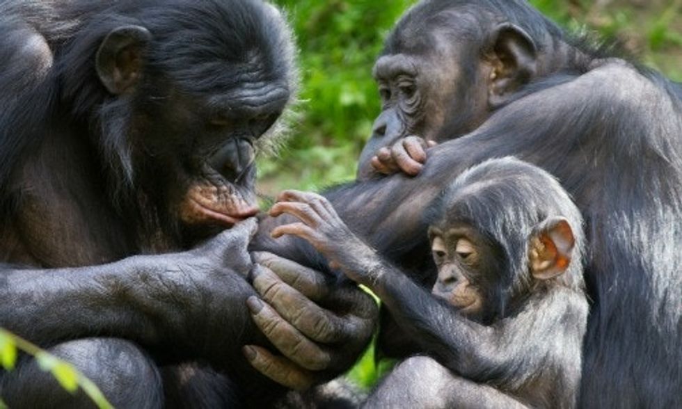 Female bonobos shut down violent males. Here's what humans can learn ...