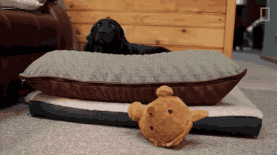 This special dog is saving our bees. She's the only one that can. - Upworthy