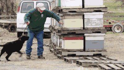 This special dog is saving our bees. She's the only one that can ...