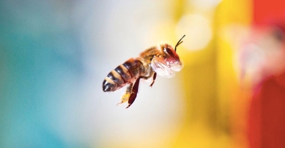 Scientists just made a major bee-vaccination breakthrough. Here's why ...