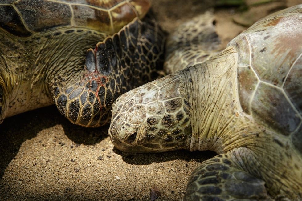 These photos of sea turtles being released back into the sea show what ...