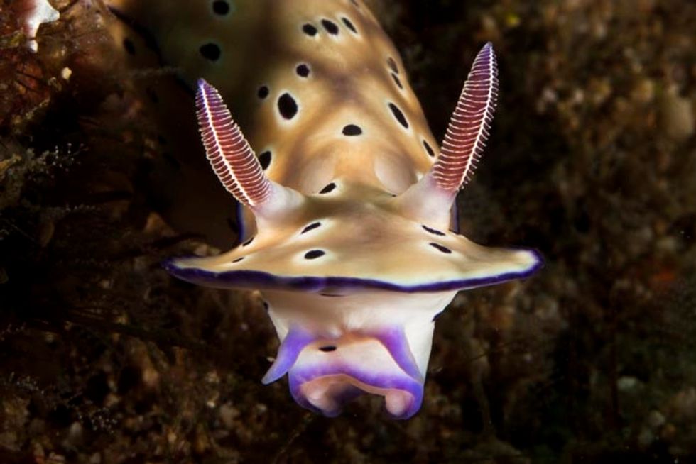 Ocean enthusiasts just discovered a two-headed sea creature, and it's ...