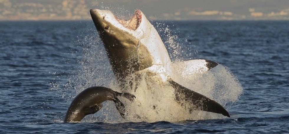 These beautiful shark facts and pictures will give you 10 reasons to ...