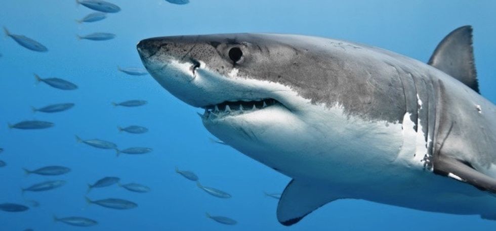 These beautiful shark facts and pictures will give you 10 reasons to ...