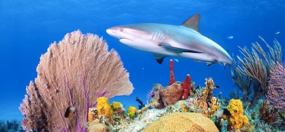 These beautiful shark facts and pictures will give you 10 reasons to ...