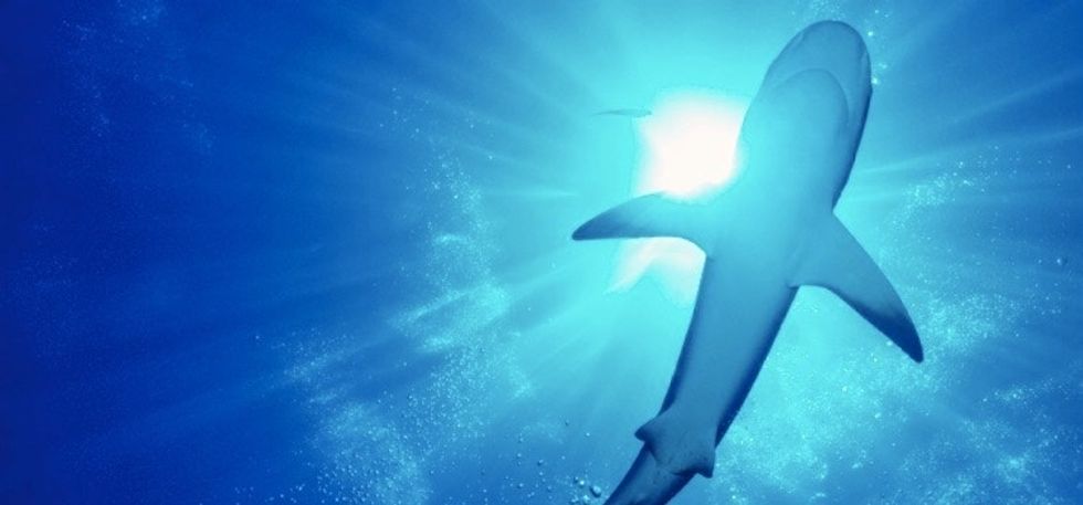 These beautiful shark facts and pictures will give you 10 reasons to ...