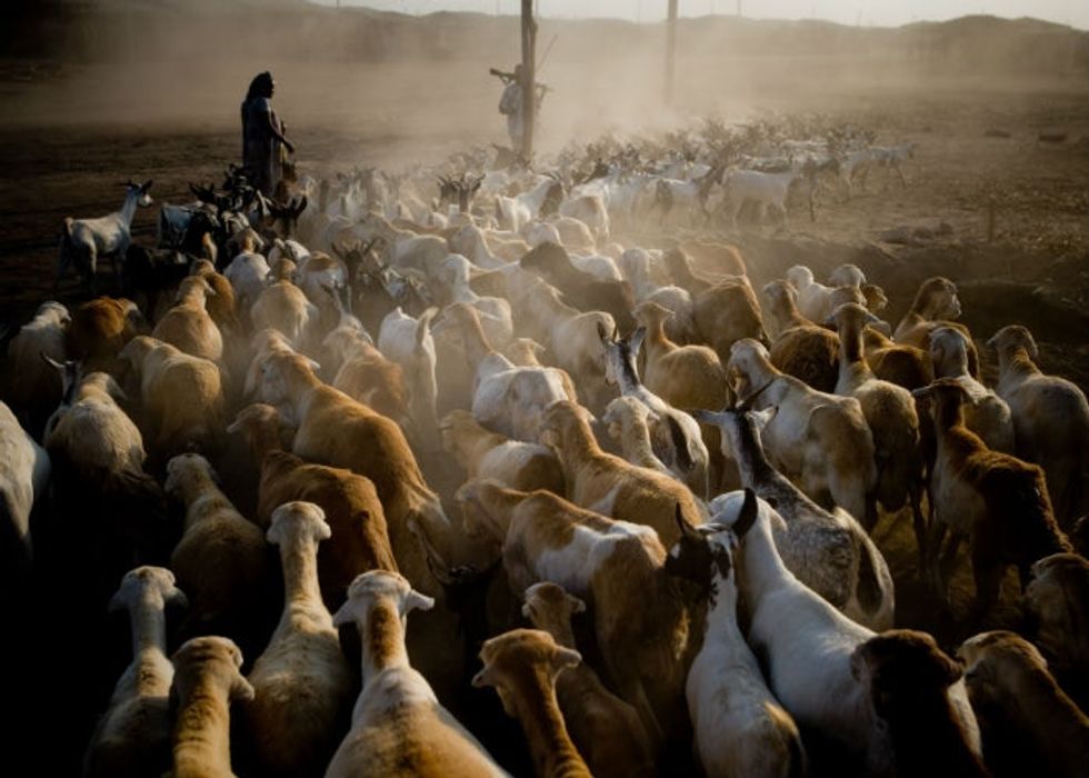 These impressive maps are helping to save farm animals from 22,000 ...