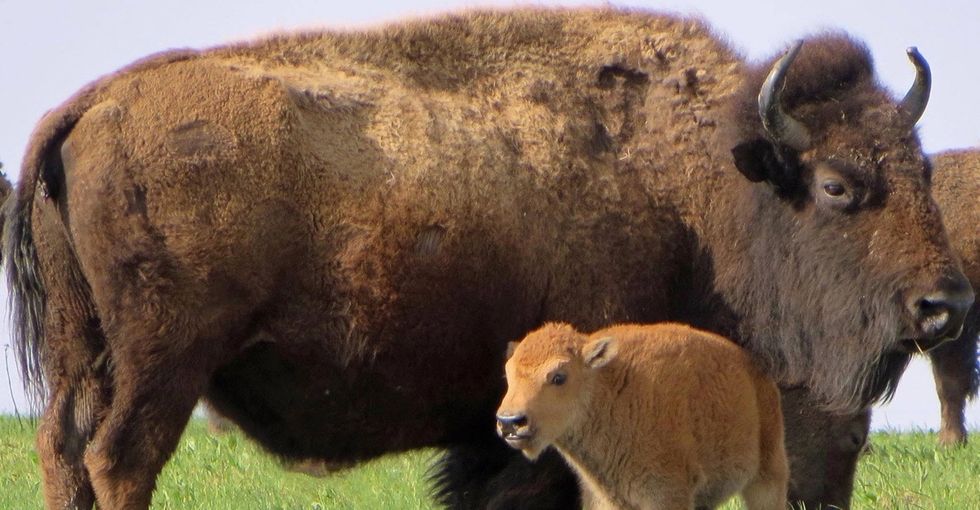 Here are 5 times when humans helped Earth's creatures survive. - Upworthy