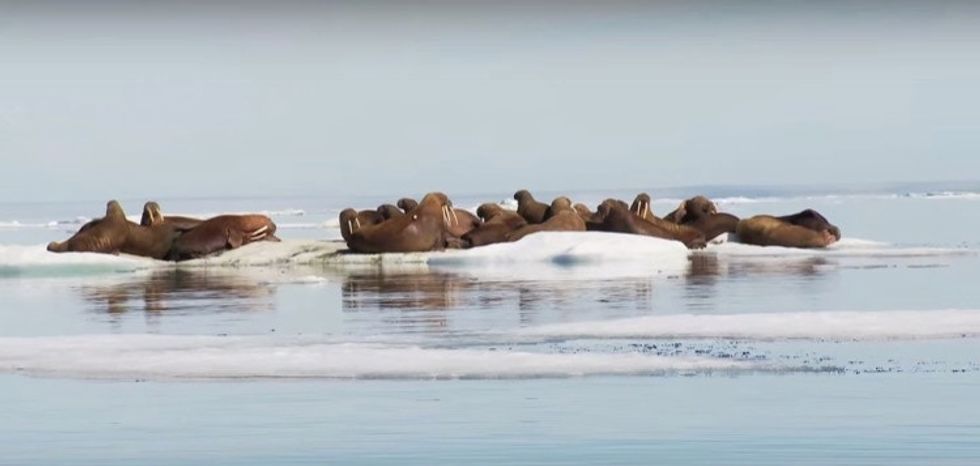 Walruses are gathering by the thousands near a remote Alaskan village ...