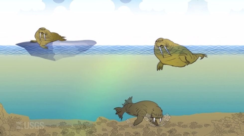 Walruses are gathering by the thousands near a remote Alaskan village ...