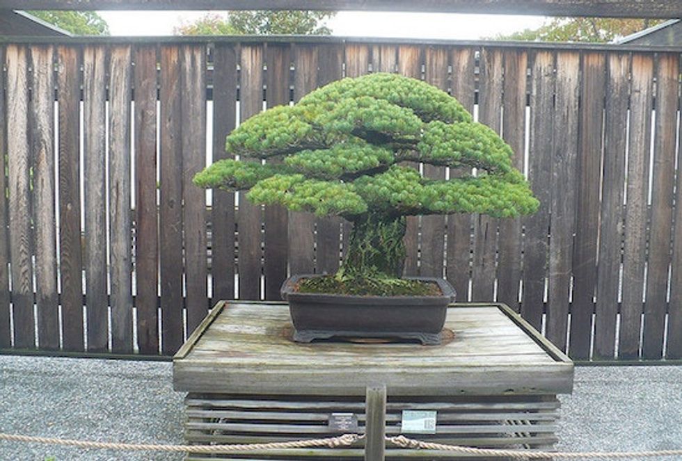 It took 25 years for anyone to figure out this bonsai tree survived the ...