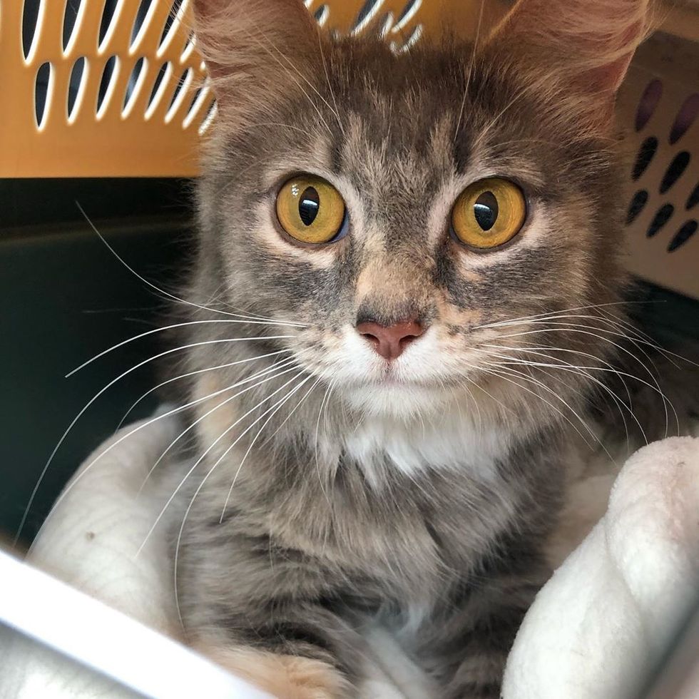 Cat Rescued Along with Her Kittens Born on the Streets - One of Them ...