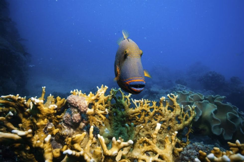 17 stunning photos of the Great Barrier Reef that just might inspire ...