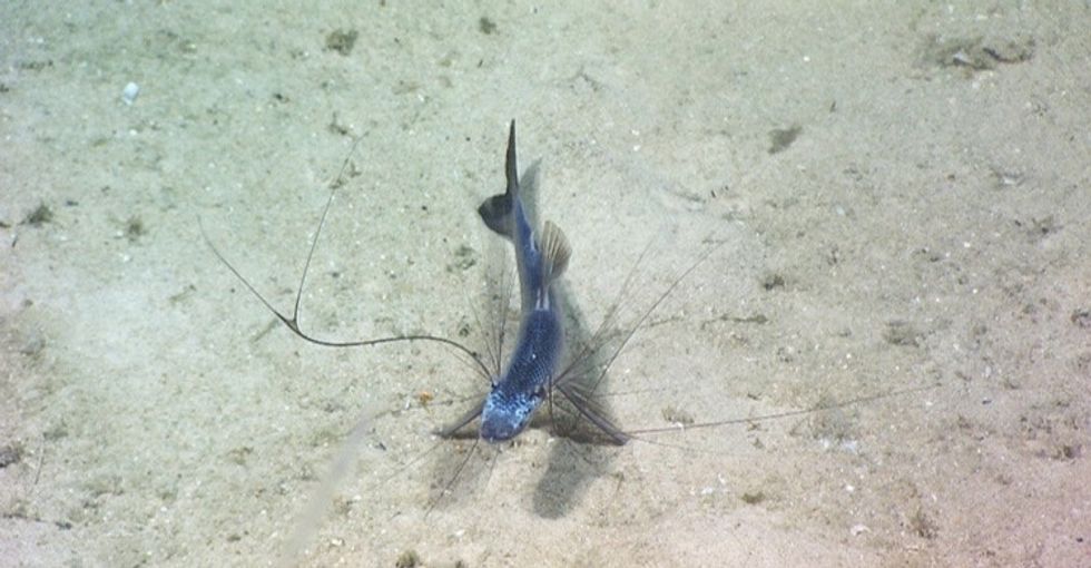 13 bizarre creatures prove there's plenty we don't know about Earth ...