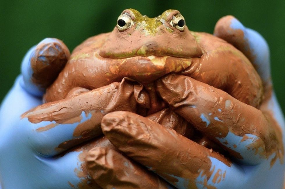 29 awesome frogs celebrating Leap Day. - Upworthy
