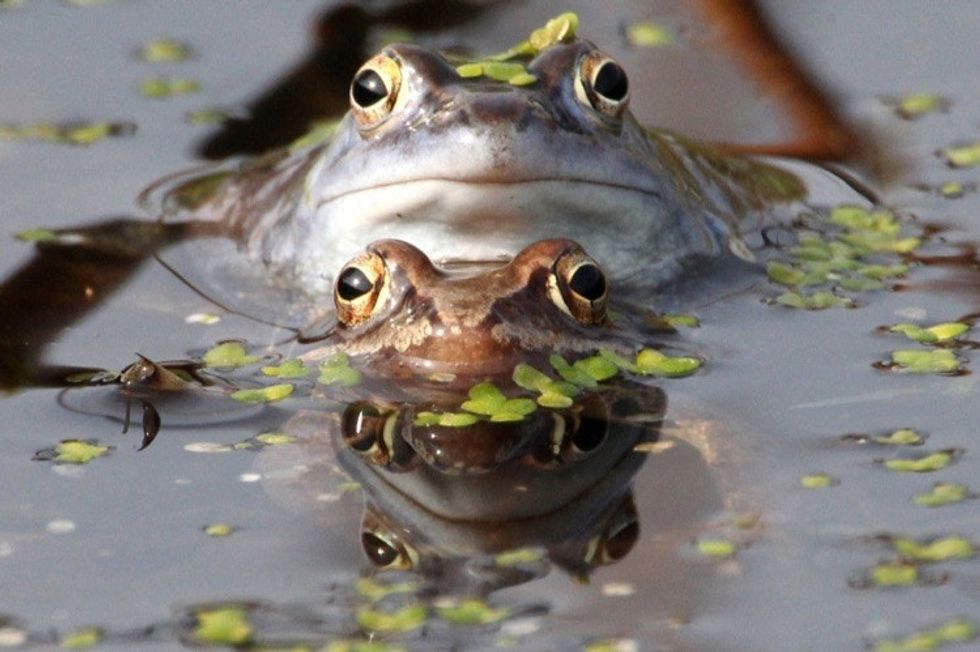 29 awesome frogs celebrating Leap Day. - Upworthy