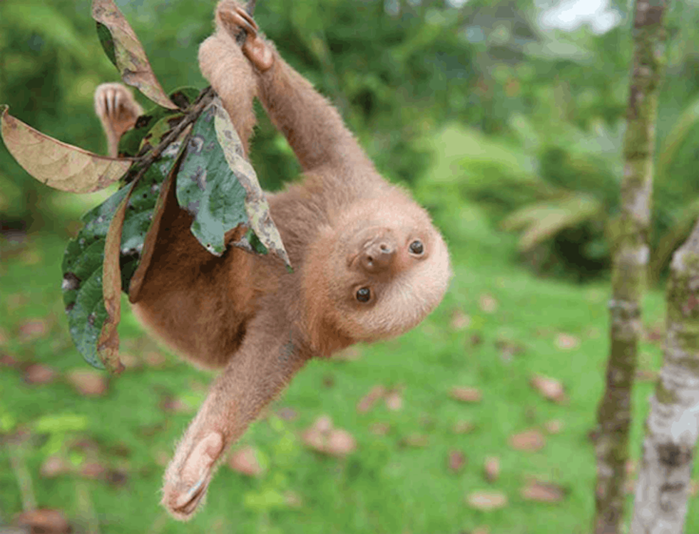 Welcome to the Sloth Institute, a home for wayward baby sloths. - Upworthy