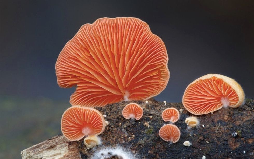 18 fabulous fungi photos that call into question everything you know ...