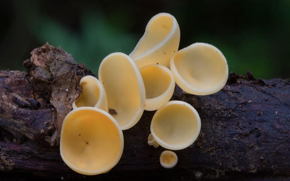 18 fabulous fungi photos that call into question everything you know ...