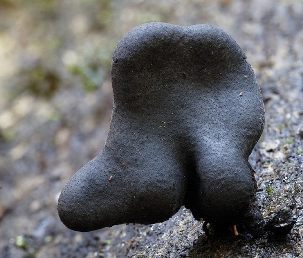 18 fabulous fungi photos that call into question everything you know ...