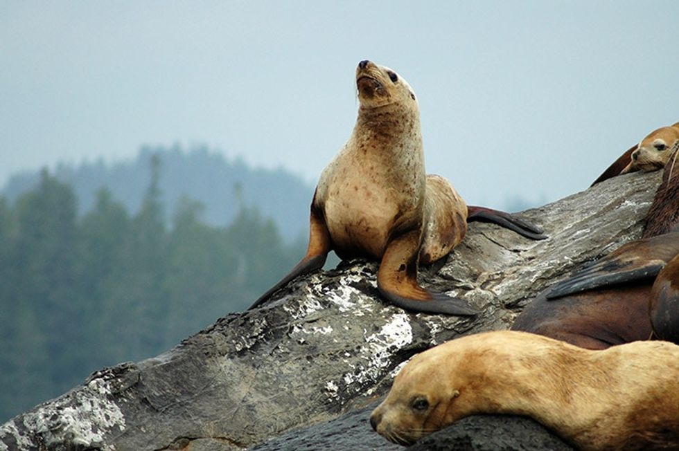 Animal success stories that will make you call your senator to protect ...