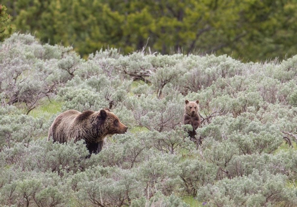 When wolves were reintroduced in Yellowstone, some unexpected species ...